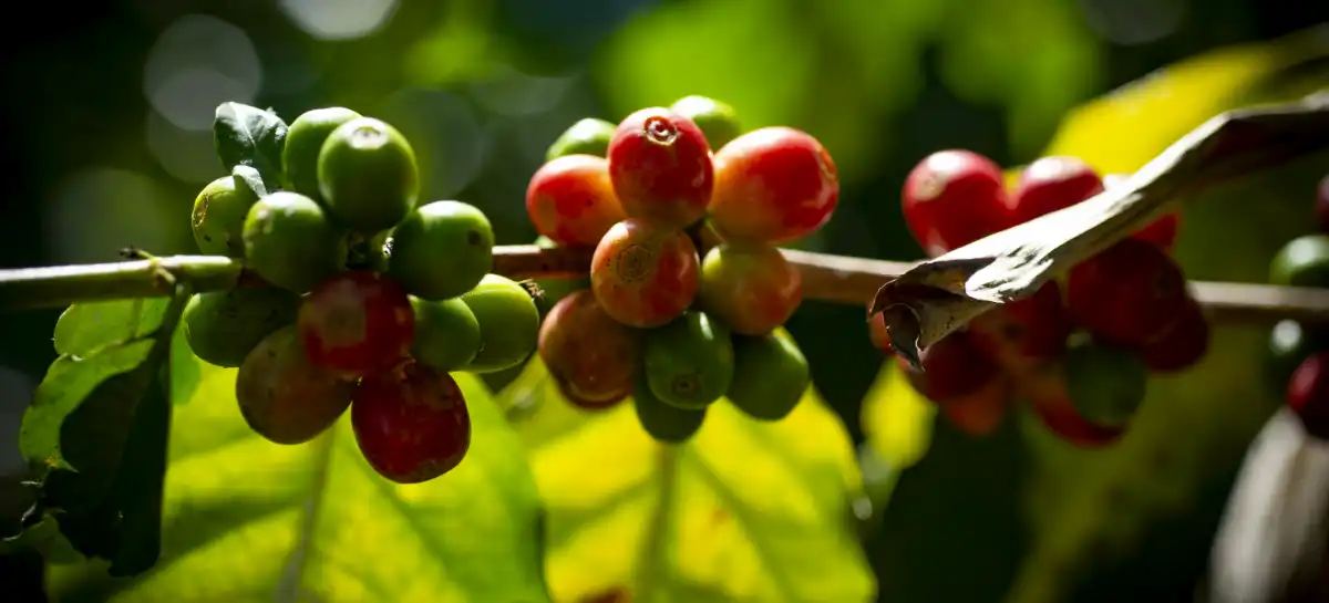 El Café de Puerto Rico: Un Sabor que Despierta Todos los Sentidos ...